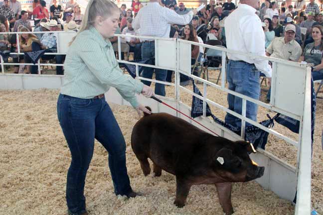Graham County Fair opens Thursday – Safford Thrive Initiative